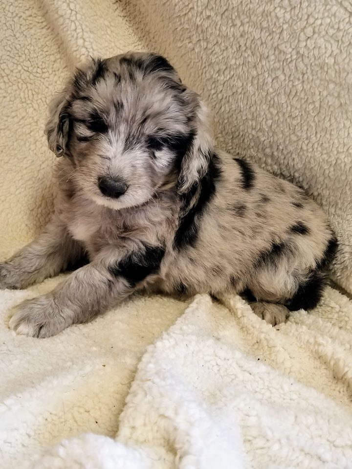 Spurlane Farm - Mini Aussies & Mini Aussie Poos