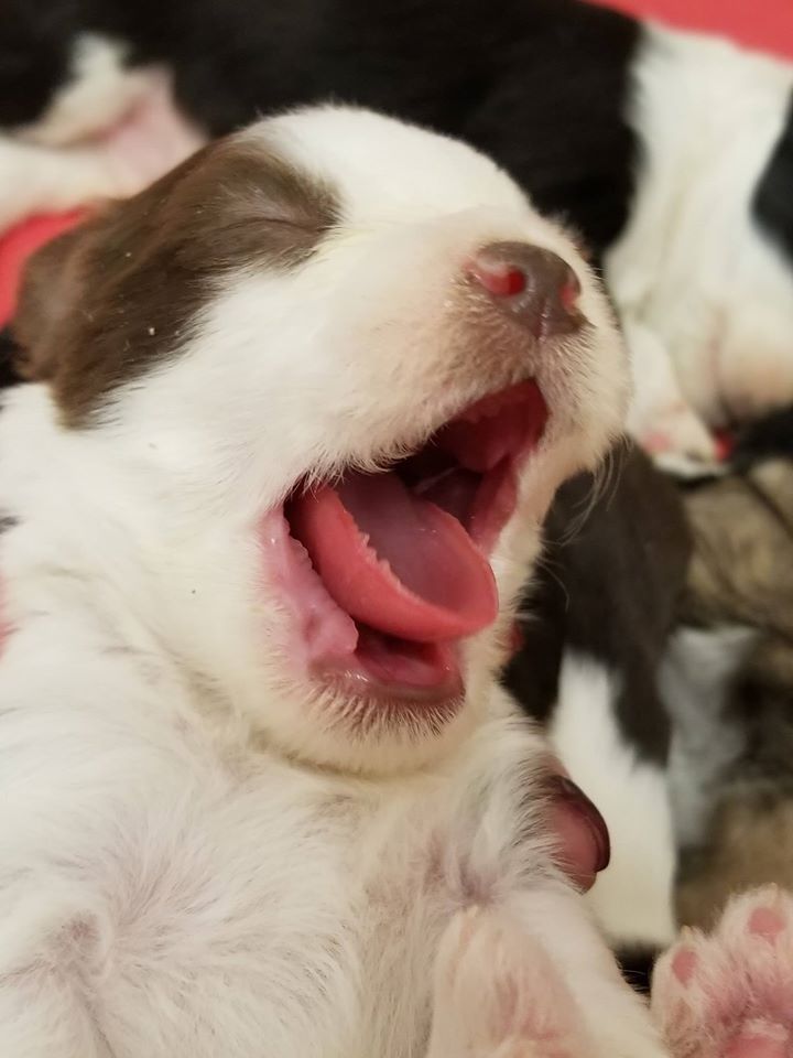Spurlane Farm - Mini Aussies & Mini Aussie Poos