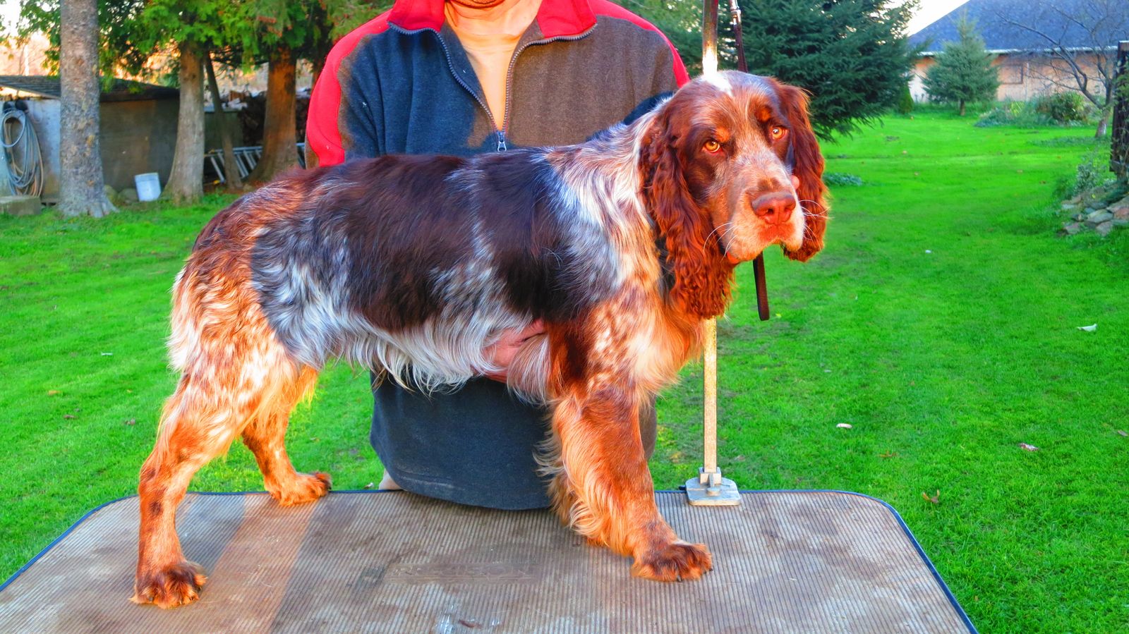 Roman Kennels - English Springer Spaniel