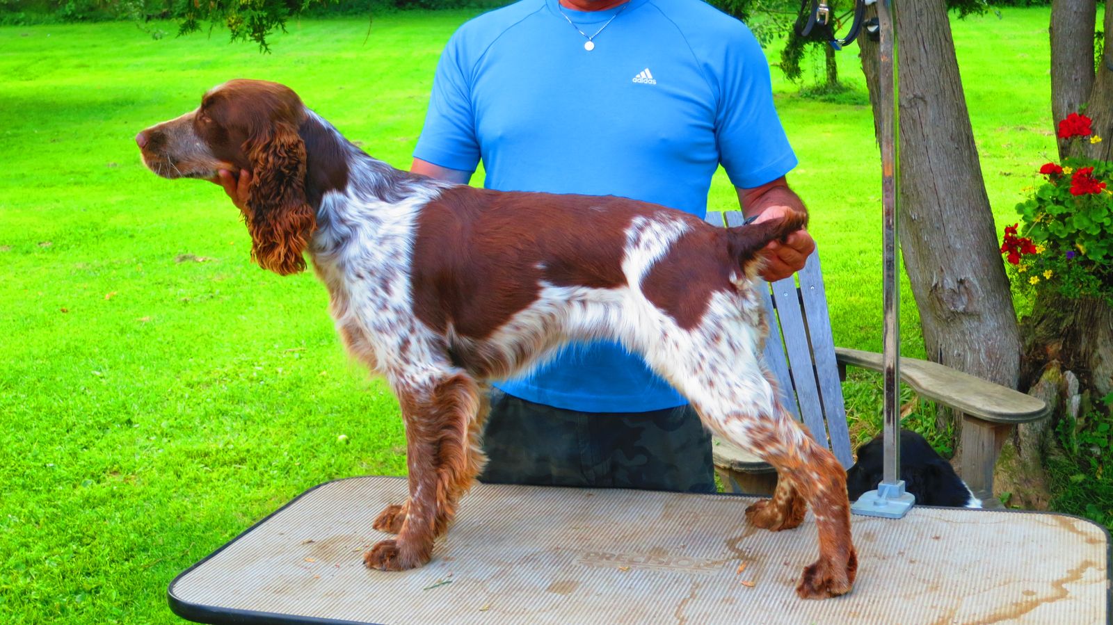 Roman Kennels - English Springer Spaniel