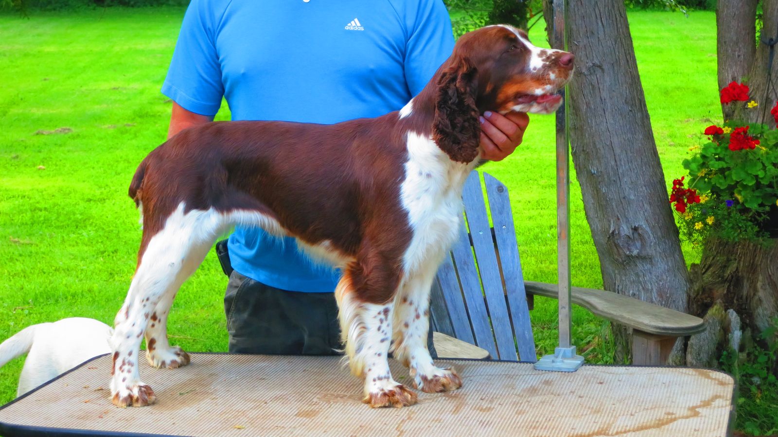 Roman Kennels - English Springer Spaniel