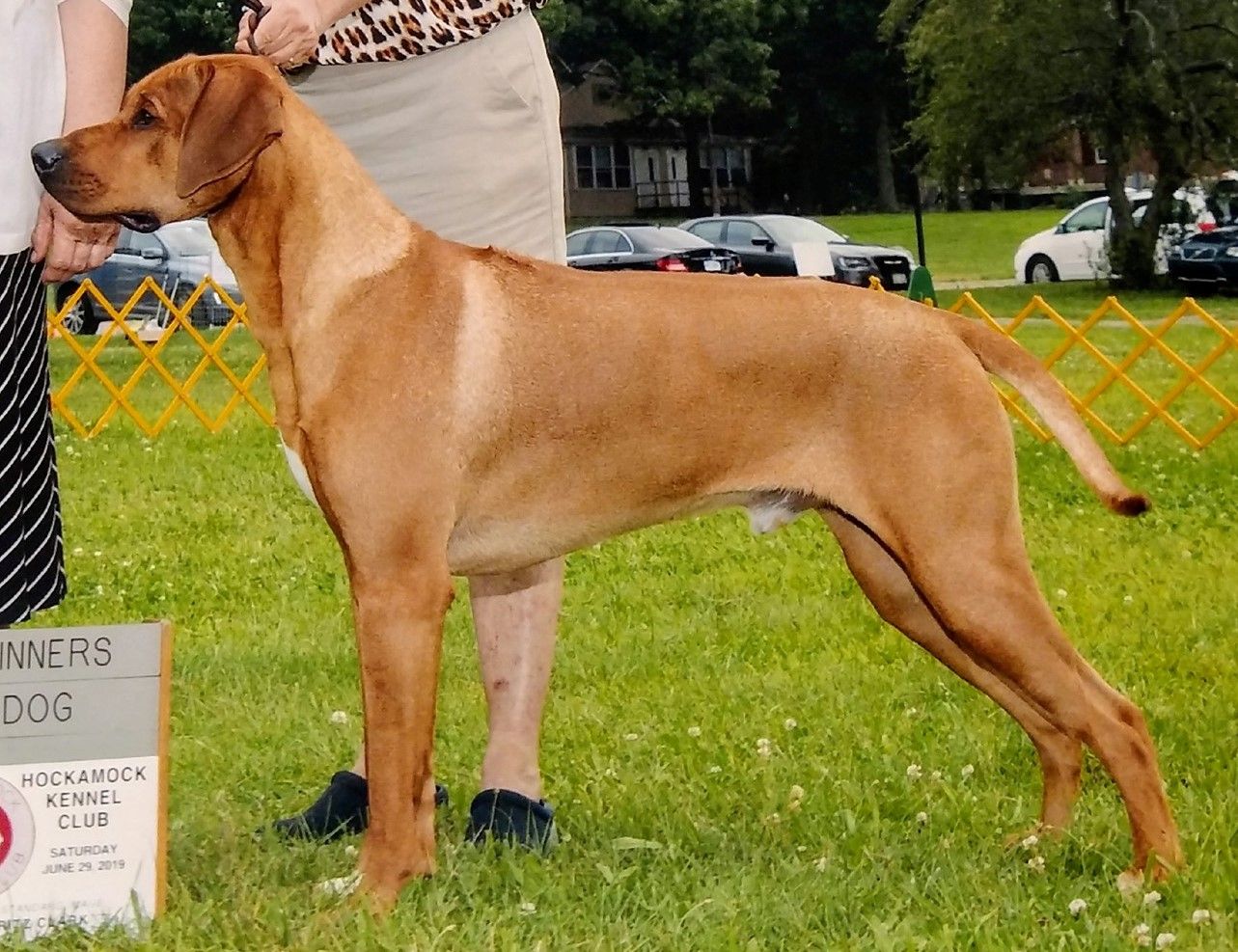 Chiastolite Rhodesians - PUPPIES