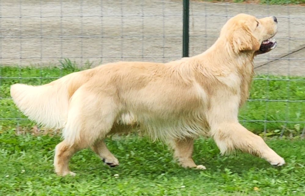 Bryeridge Goldens Retrievers