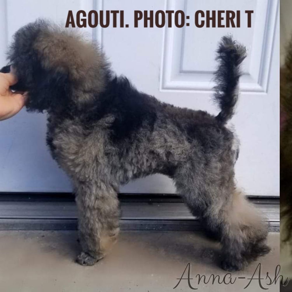 Alue Standard Poodles - Multi Colors