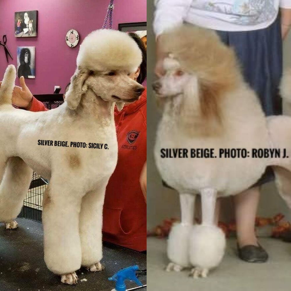 Alue Standard Poodles - Solid colors