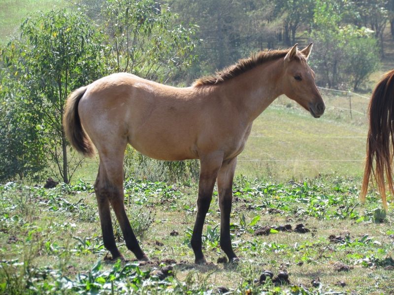 Hudson's Quarter Horses And Paints - Sold Horses