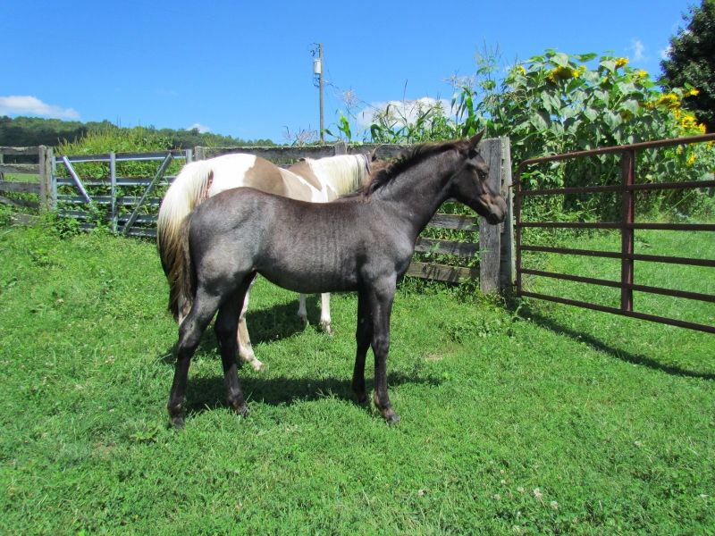 Hudson's Quarter Horses And Paints - Sold Horses