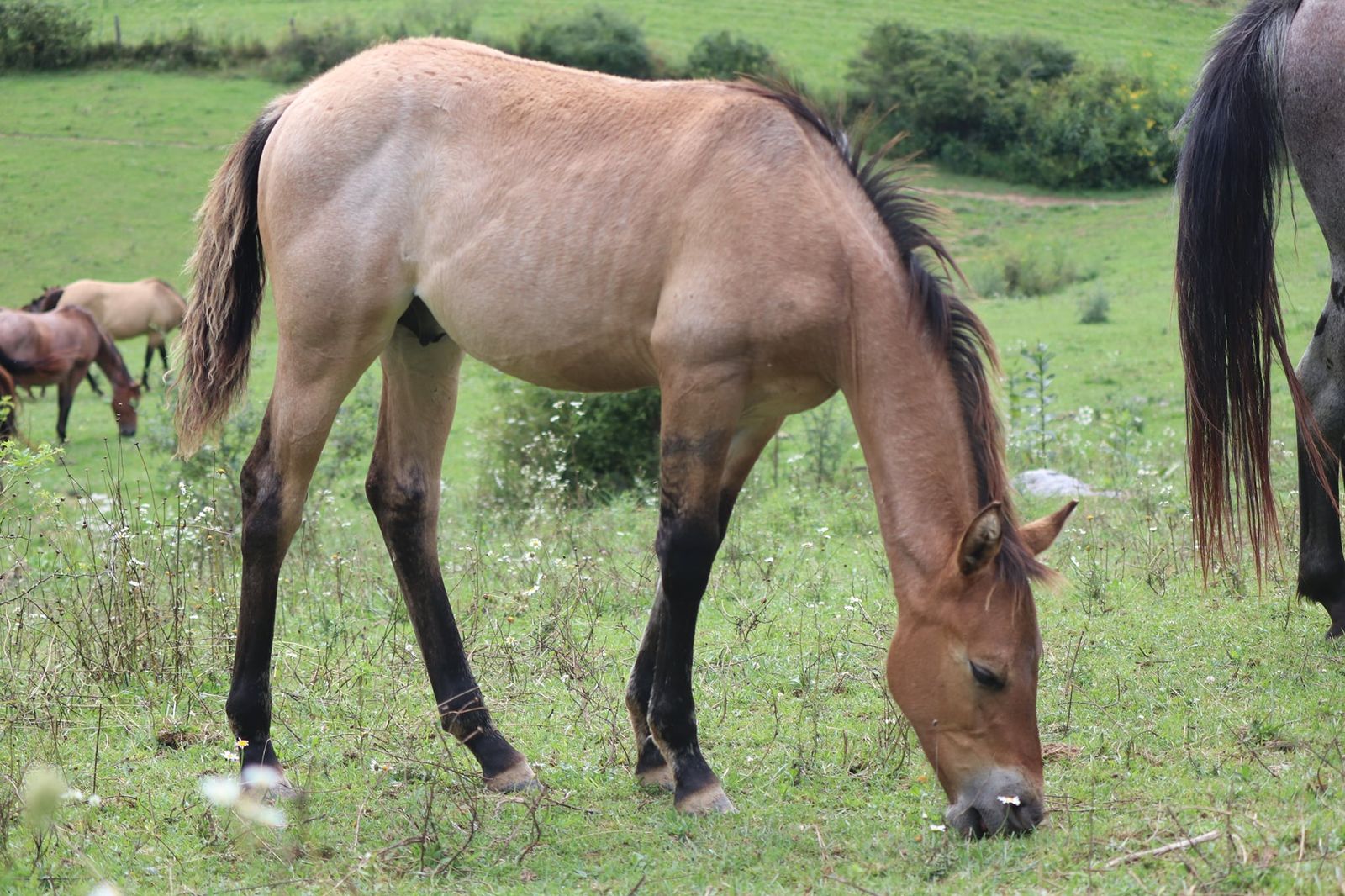 Hudson's Quarter Horses And Paints - Sold Horses
