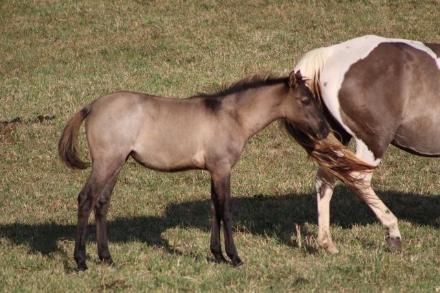 Hudson's Quarter Horses And Paints - Sold Horses