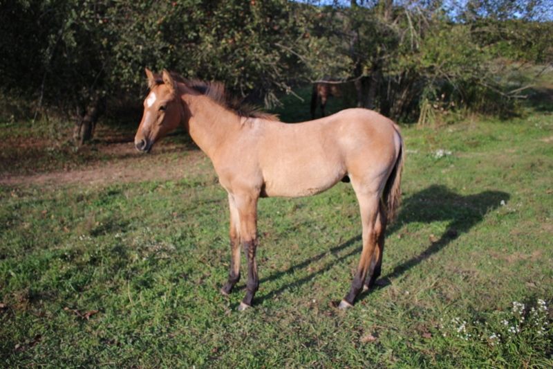 Hudson's Quarter Horses And Paints - Sold Horses