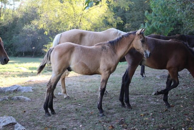 Hudson's Quarter Horses And Paints - Sold Horses