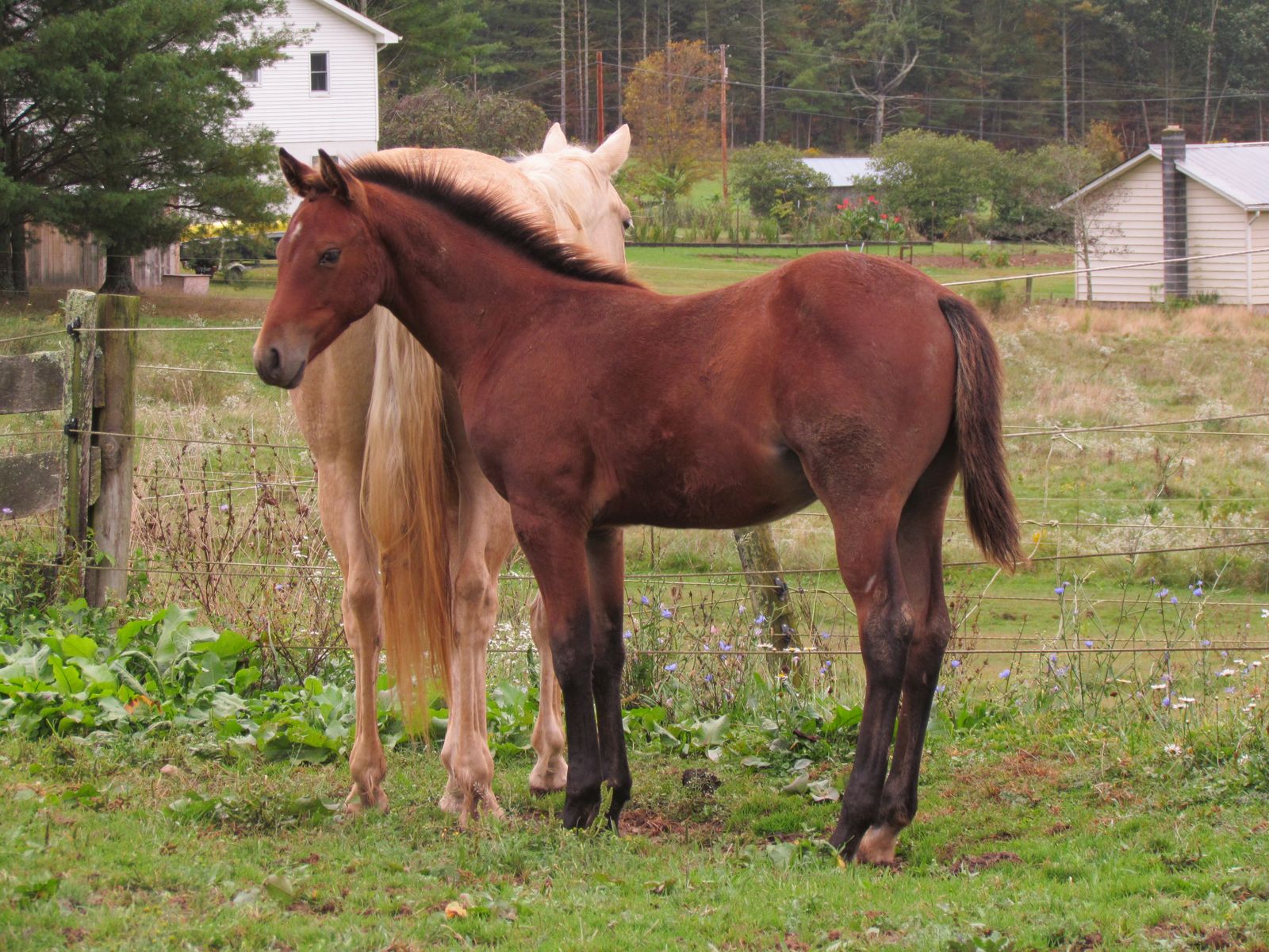 Hudson's Quarter Horses And Paints - Sold Horses