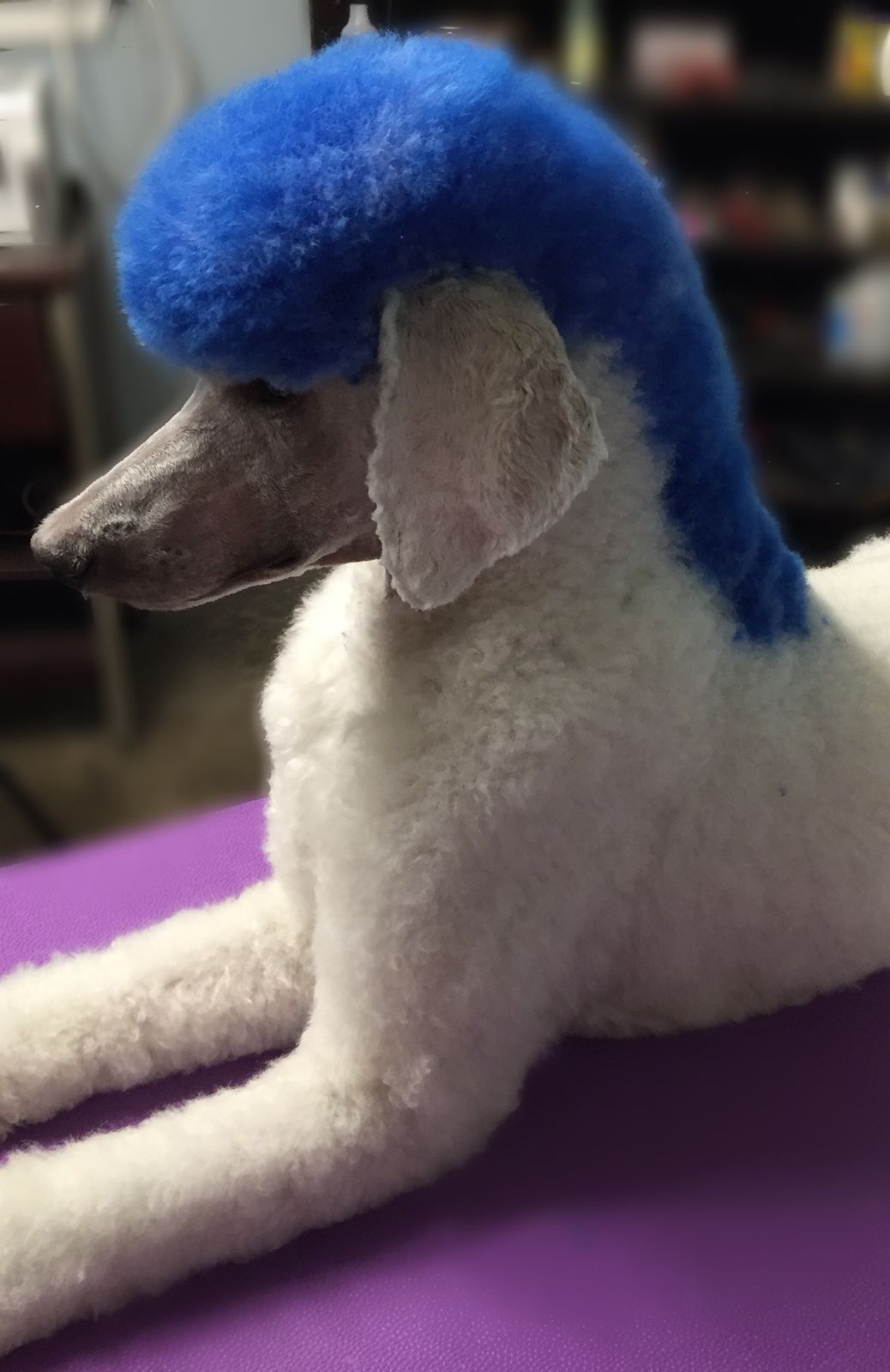 Cadeau Standard Poodles - Puppies