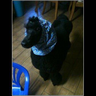 Cadeau Standard Poodles - Photos