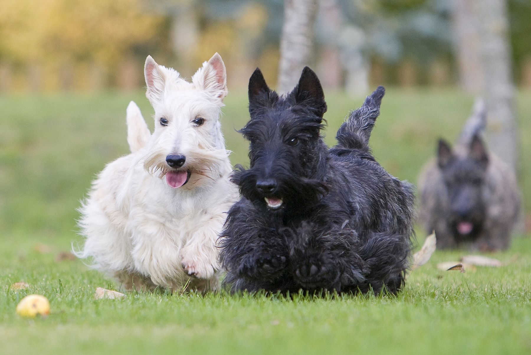 Can You Get White Scottie Dogs