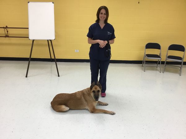 Black Dog K9 Training and Pet Services