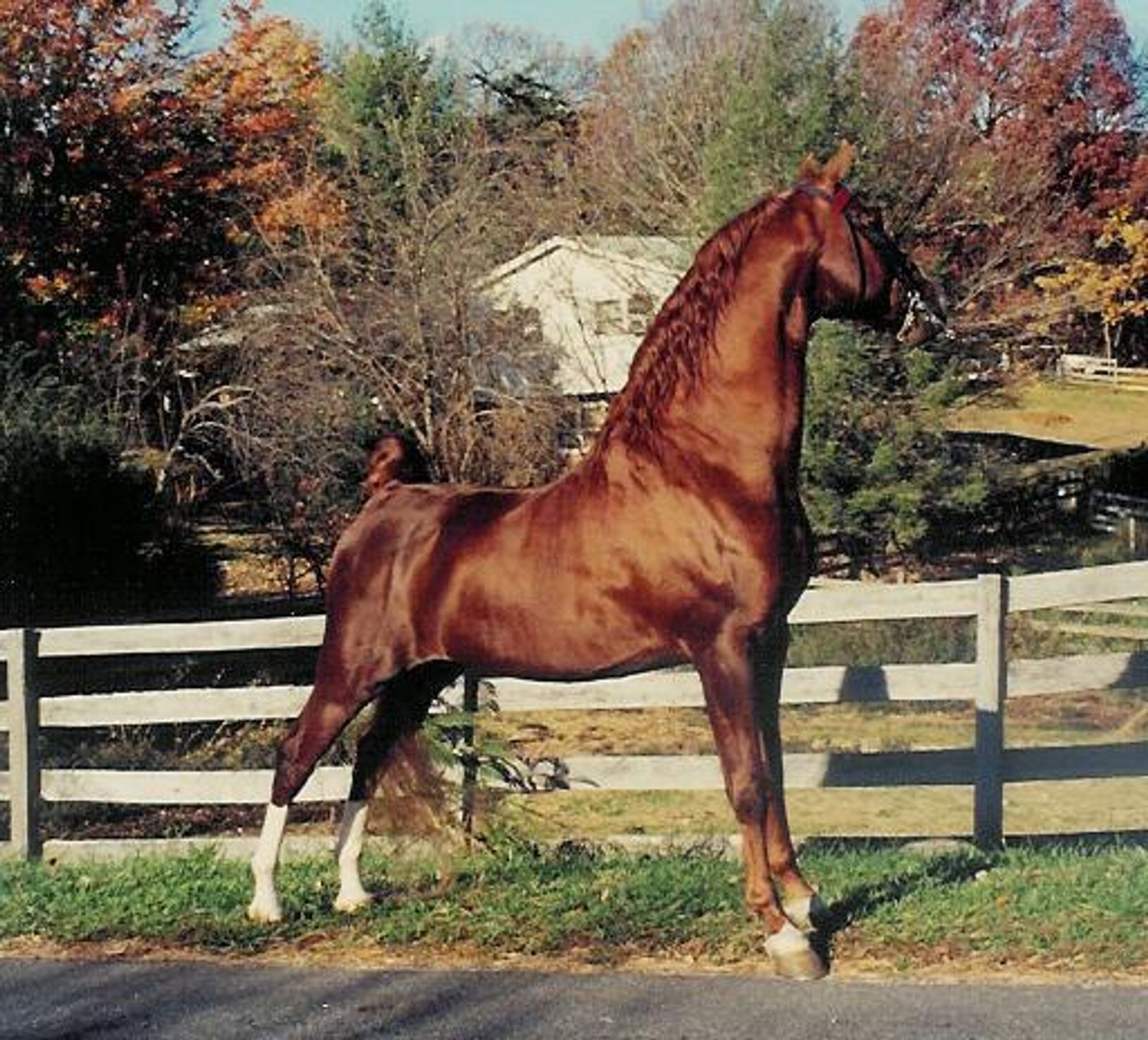 Sundance Manor Farms, LLC - Lessons