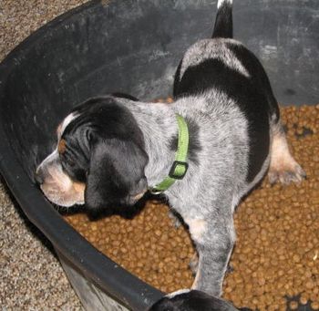 Davis Branch Blueticks - Photos