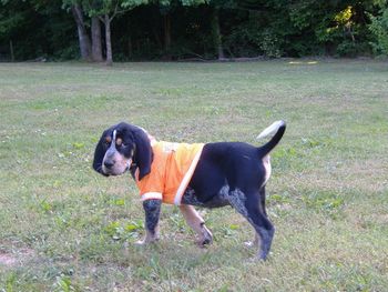 Davis Branch Blueticks - Past Puppies