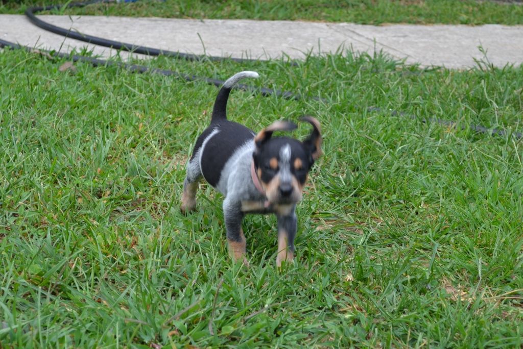 Davis Branch Blueticks - Past Puppies