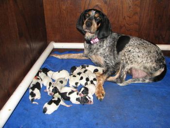 Davis Branch Blueticks - Past Puppies