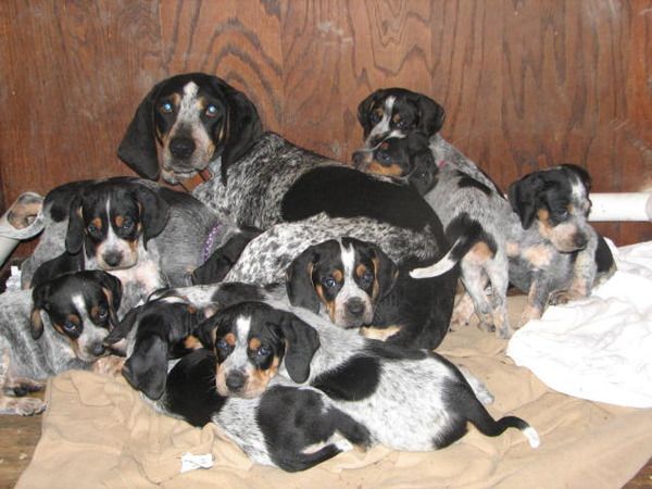 Davis Branch Blueticks - Photos