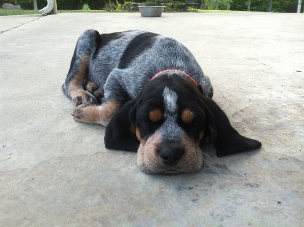 Davis Branch Blueticks - Past Puppies