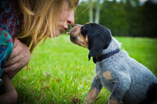 Davis Branch Blueticks - Past Puppies