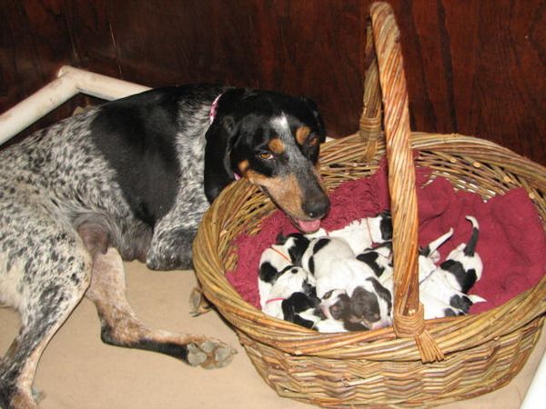 Davis Branch Blueticks - Photos