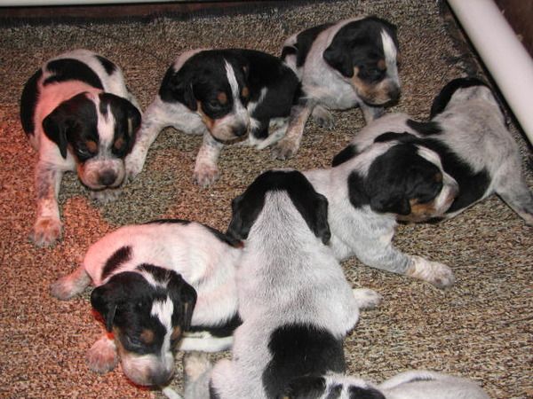 Davis Branch Blueticks - Photos