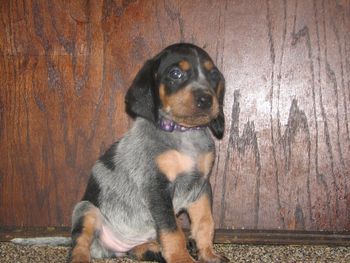 Davis Branch Blueticks - Past Puppies
