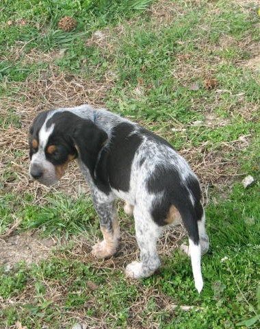 Davis Branch Blueticks - Photos