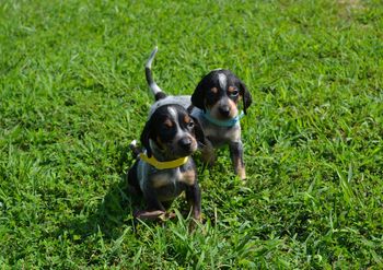 Davis Branch Blueticks - Past Puppies