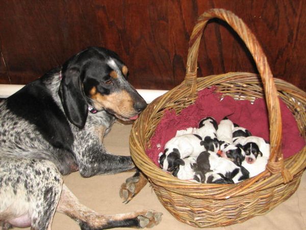 Davis Branch Blueticks - Past Puppies