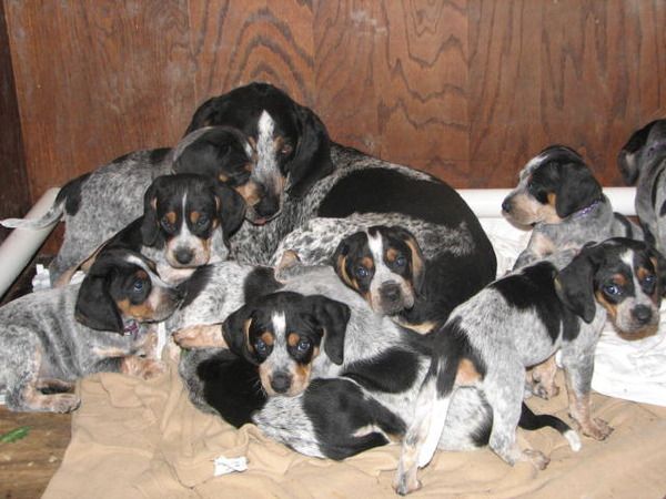 Davis Branch Blueticks - Past Puppies