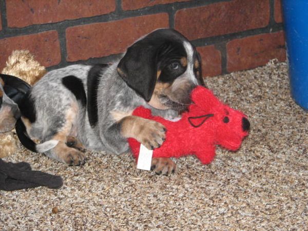 Davis Branch Blueticks - Photos