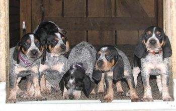 Davis Branch Blueticks - Photos