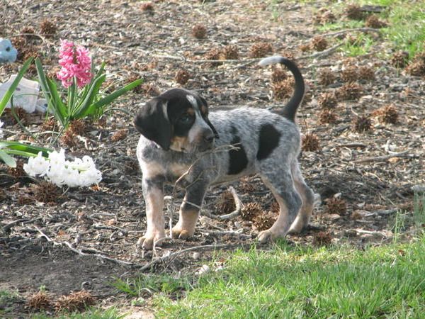 Davis Branch Blueticks - Photos