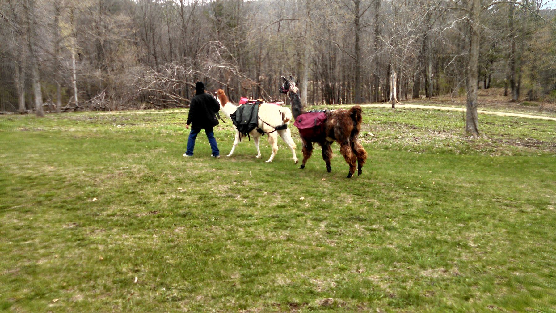 Midwest Llama Packing - Plan Your Adventure