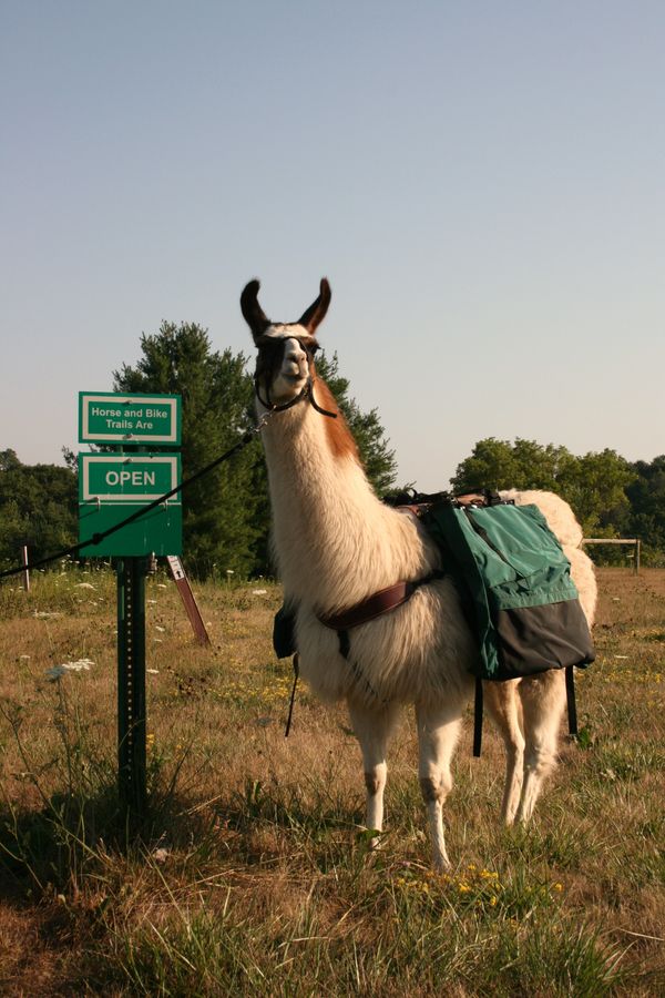 Midwest Llama Packing
