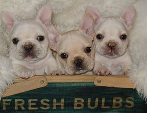 MON PETIT CHOU FRENCH BULLDOGS