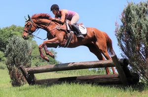 The Fox Hunting Horse - First Flight