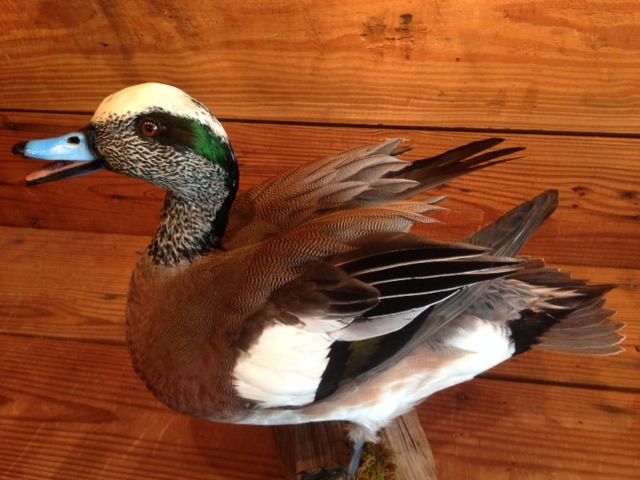 Hen Widgeon Mount