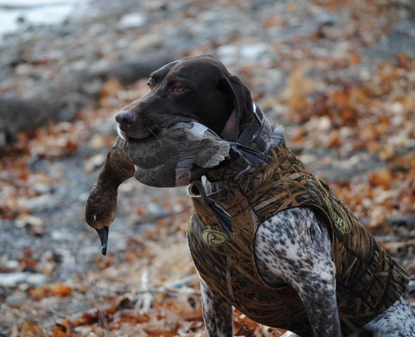 Crystal Kennels - Loving memory