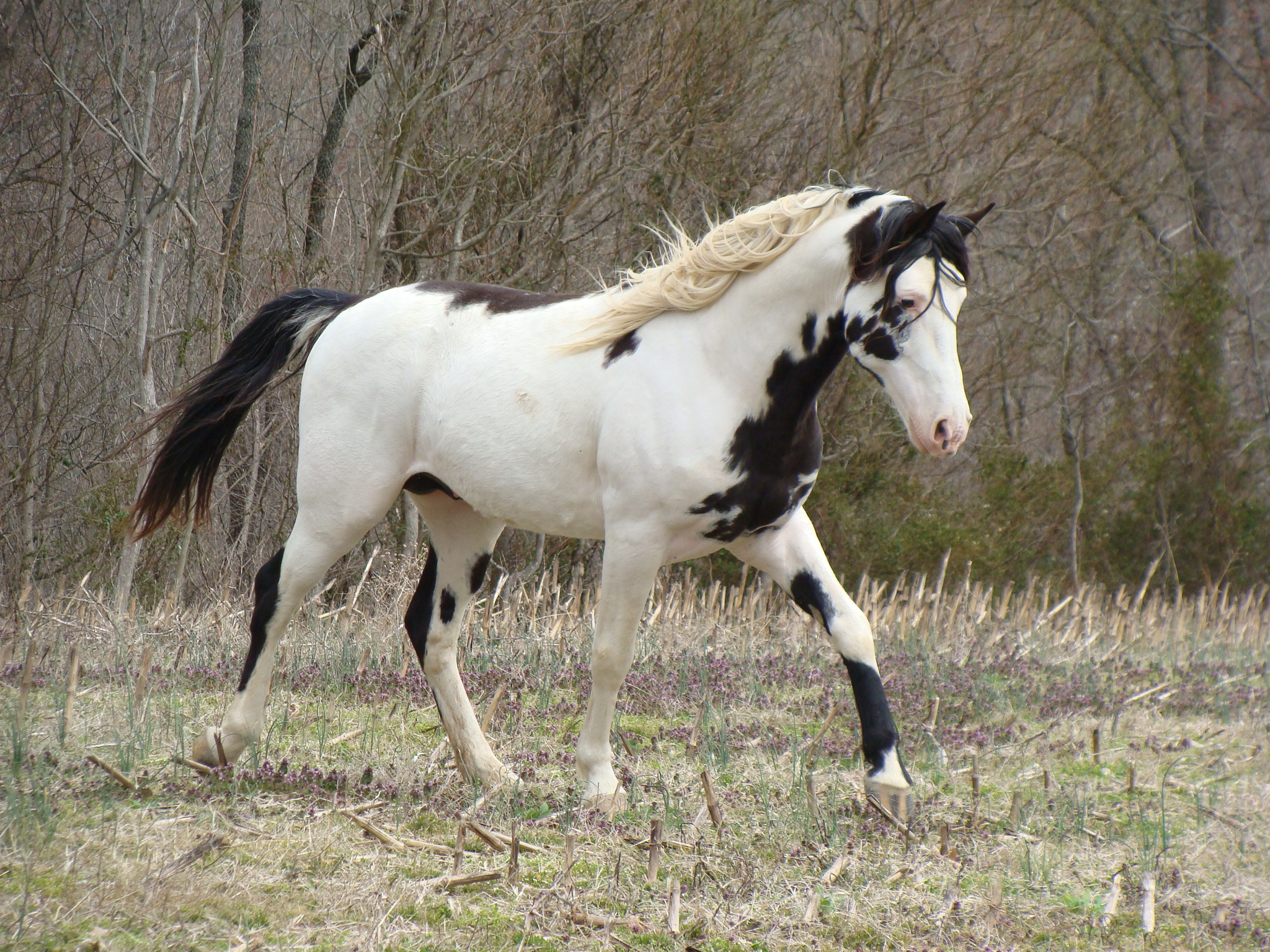 Stoner Creek Walkers - FAMOUS TWH STALLIONS