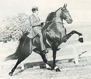 Stoner Creek Walkers - FAMOUS TWH STALLIONS