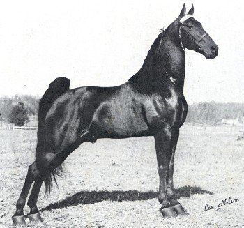 Stoner Creek Walkers - FAMOUS TWH STALLIONS