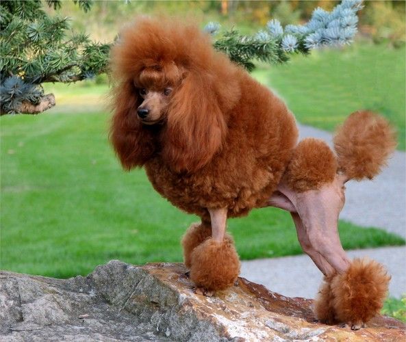 Azizi Toy Poodles - Fun Pictures
