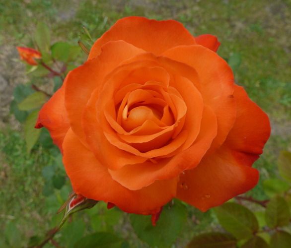 Silvasheen Weimaraners - In The Garden