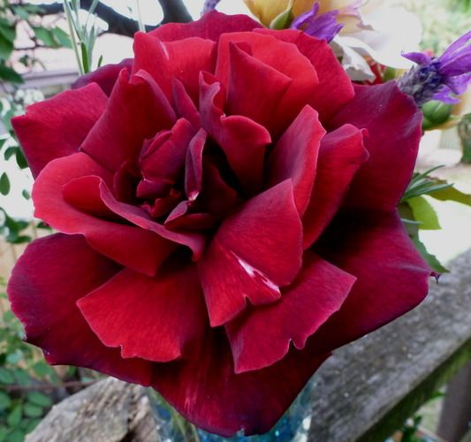 Silvasheen Weimaraners - In The Garden